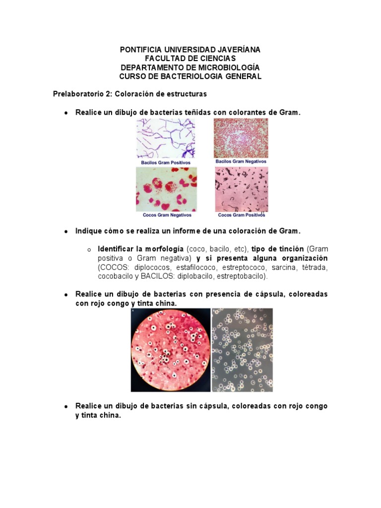 Coloración De Bacterias Rojo Congo Y Tinta China Pdf 8663