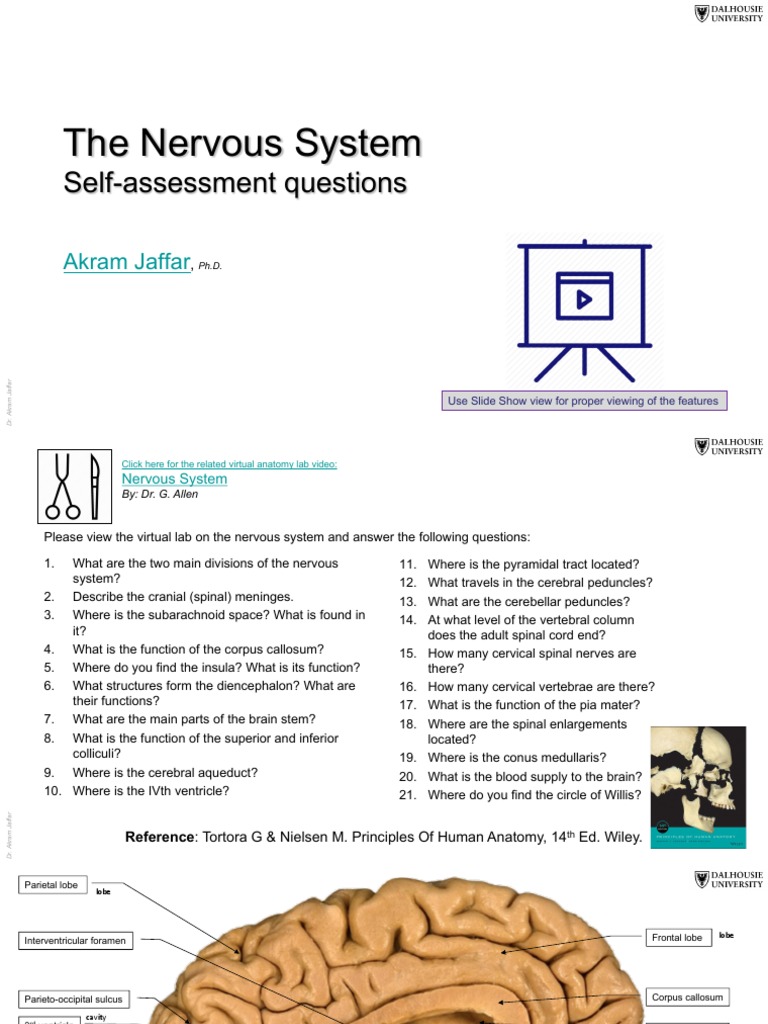 Midterm #2 Lab PDF | PDF | Cerebral Cortex | Cerebellum