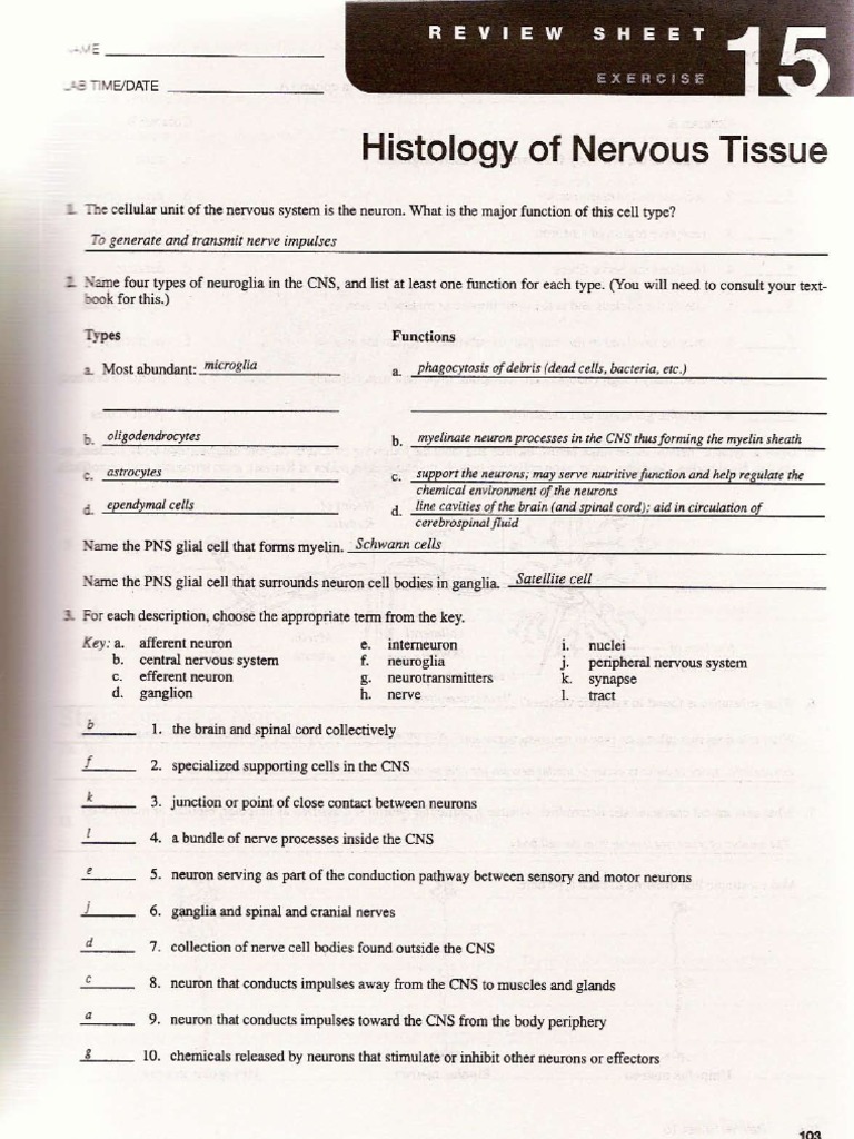 Histology of Nervous Tissue Lab 17 | PDF