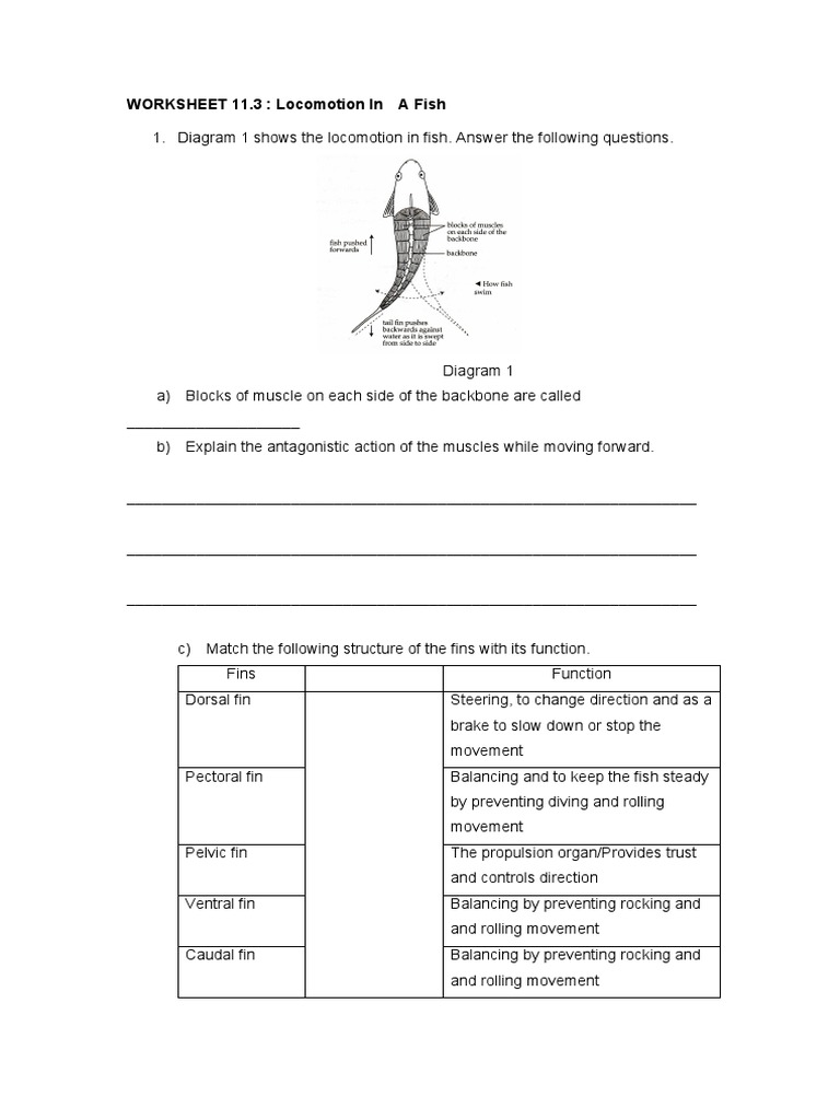 WORKSHEET 11.3: Locomotion in A Fish | PDF | Fish | Organisms