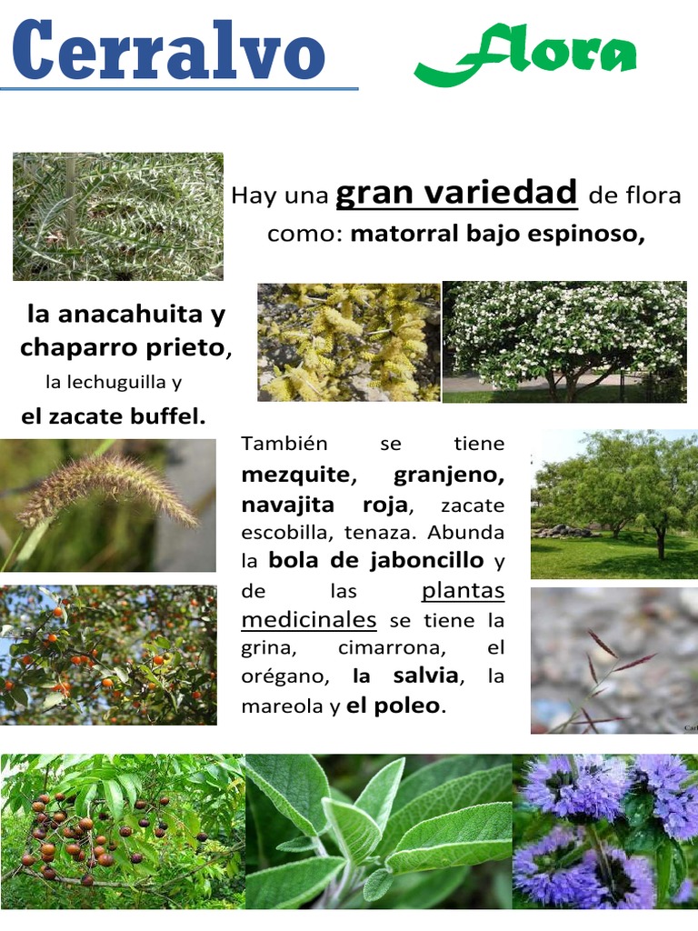 CERRALVO | PDF