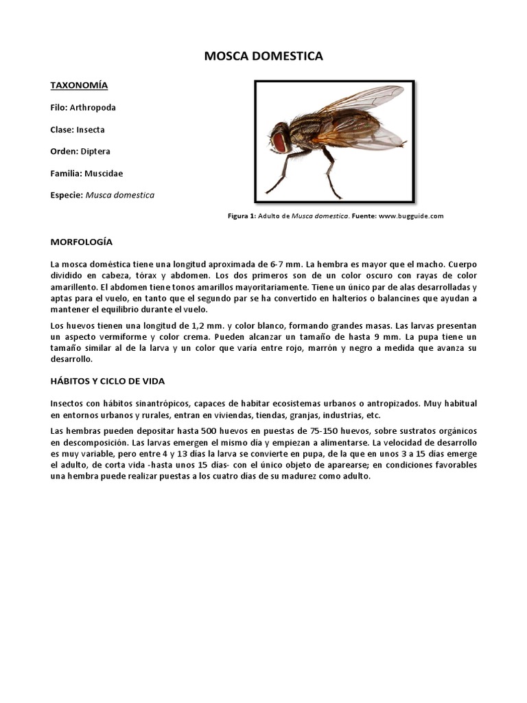 Moscas | PDF | Mosca | Insectos