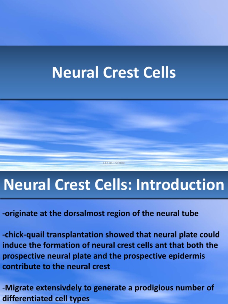 Neural Crest Cells: Functions and Migration | PDF | Nervous System | Neuron