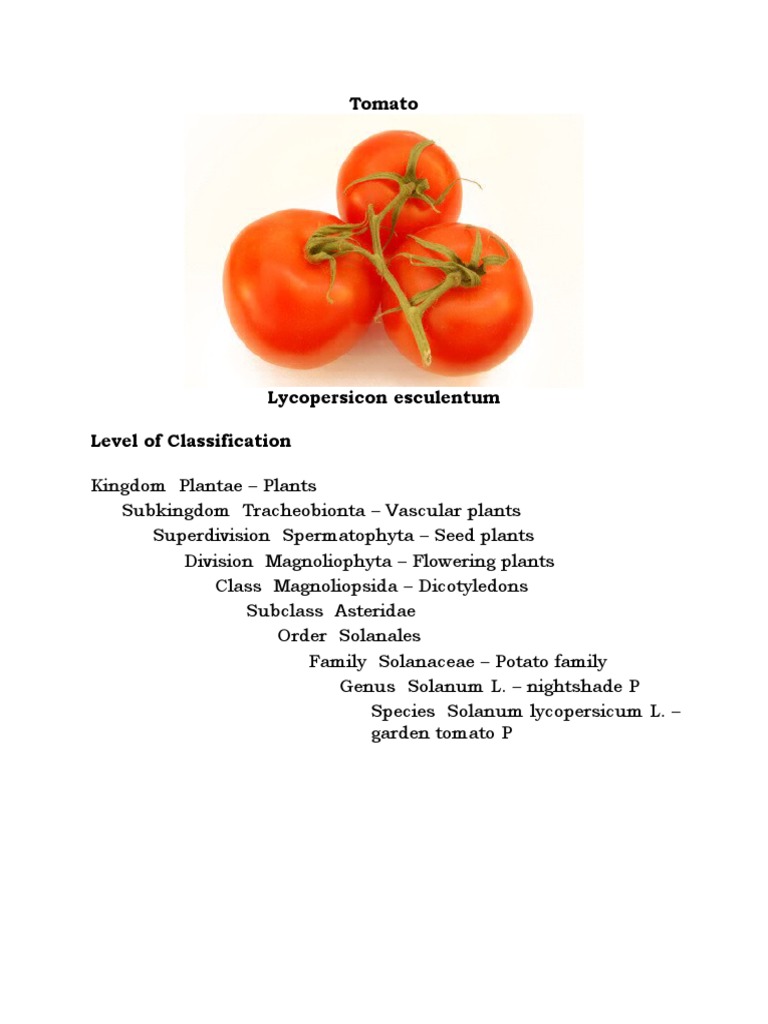 Tomato | PDF