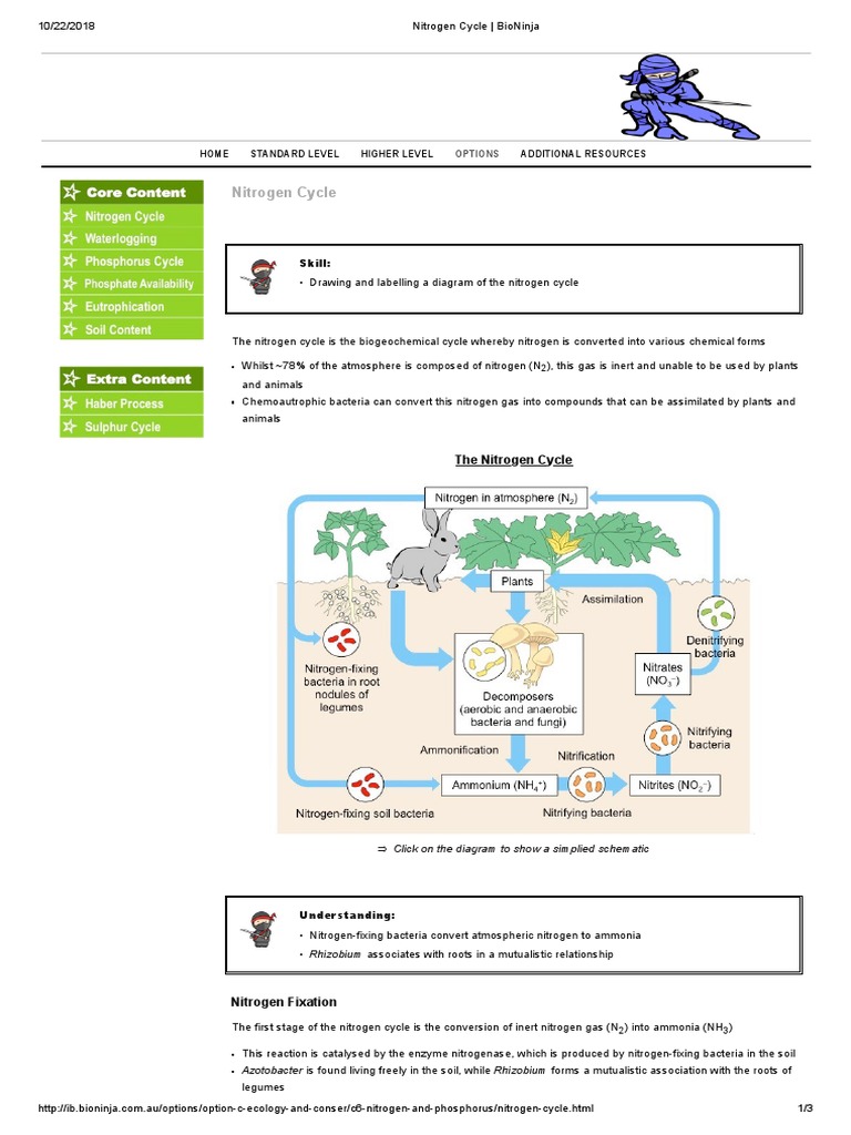 Biogeochemical Cycles Bioninja Nitrogen Cycle Soil Soil Organisms