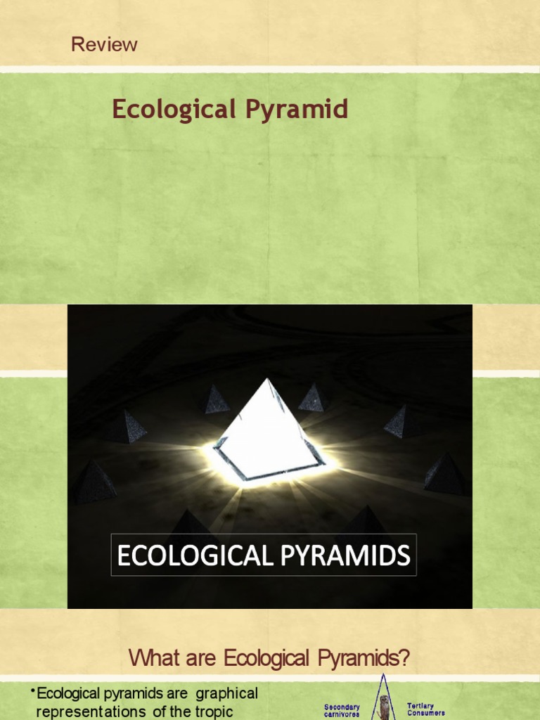 Understanding Ecological Pyramids and Population Dynamics | PDF ...