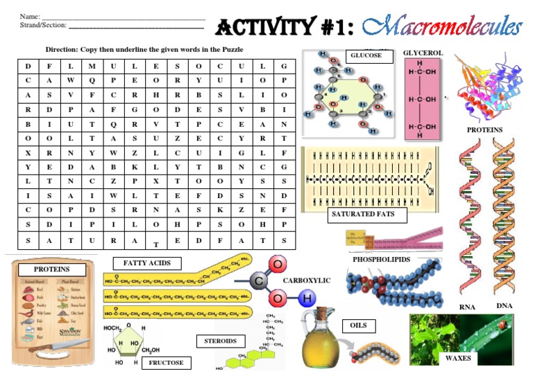 Macromolecules Puzzle Activity | PDF