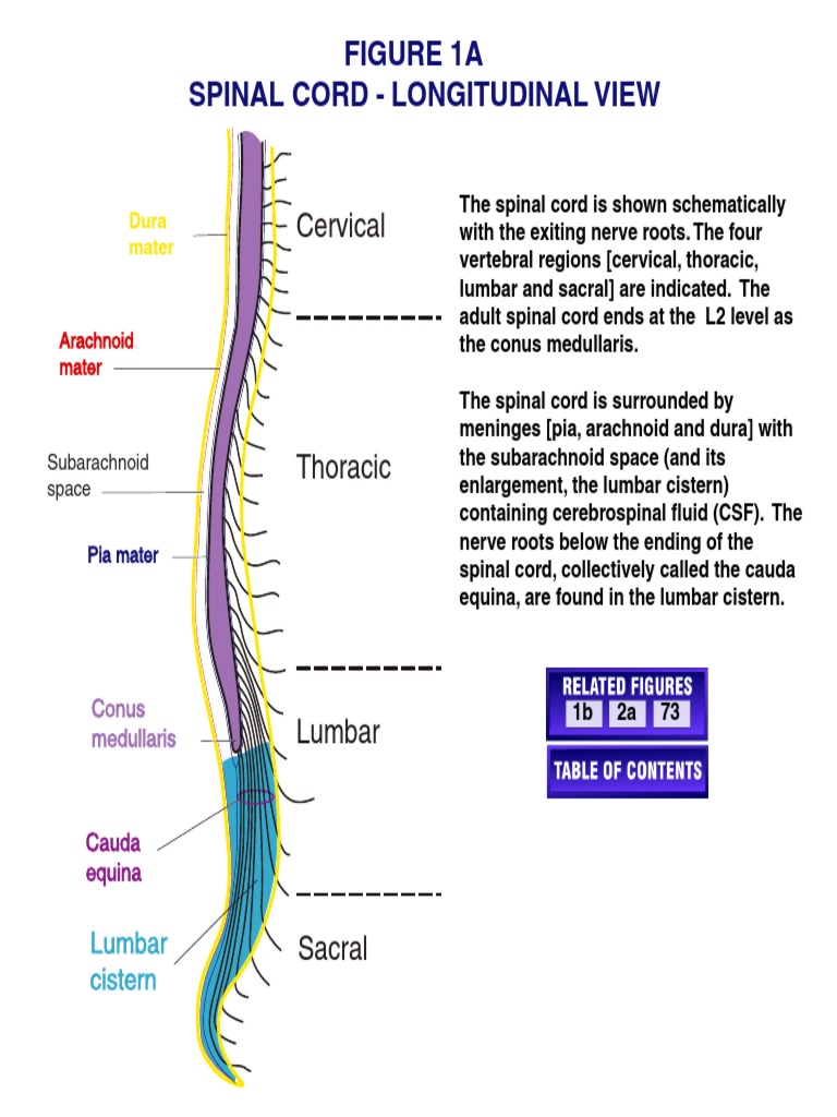Spinal Cord Regions and Meninges in Longitudinal View | PDF