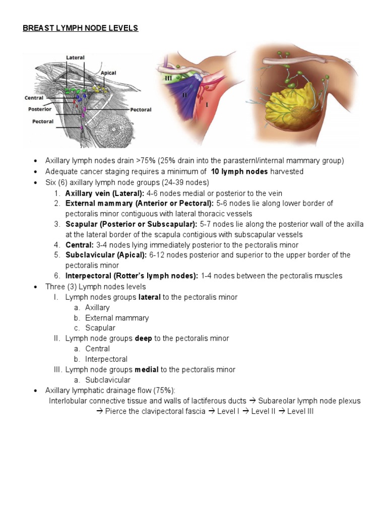 Breast Lymph Node Levels | PDF | Pancreas | Rectum