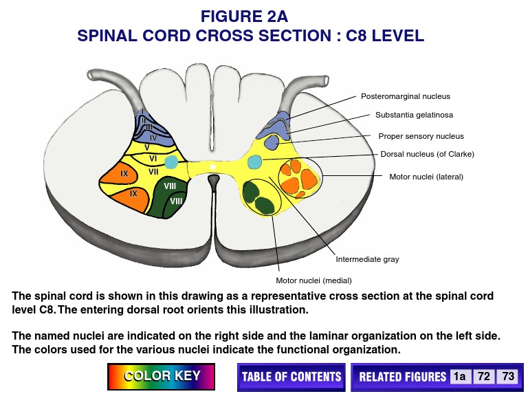 Spinal Cord Cross Section at C8 Level | PDF