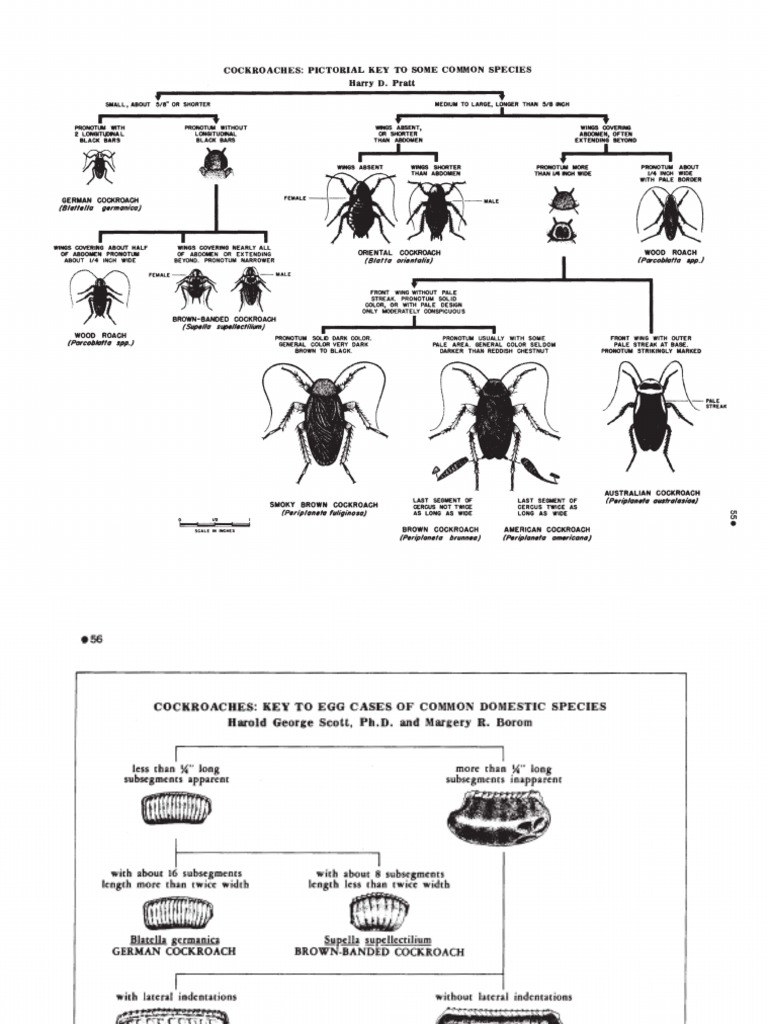 Cockroaches: Pictorial Key To Some Common Species: Harry D. Pratt ...