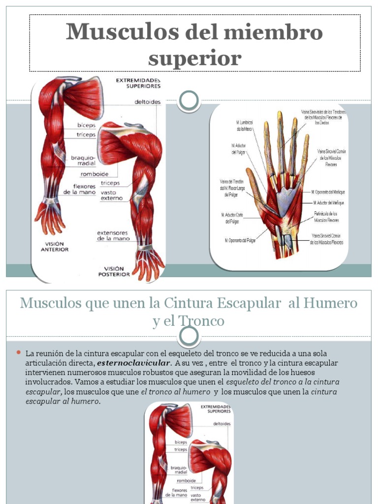 Músculos del Miembro Superior y su Función | PDF | Mano | Tejido suave