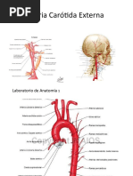 Arterias Faríngea y Occipital | PDF | Artería | Sistema cardiovascular