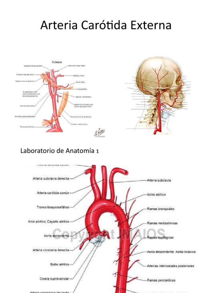 Arteria Carótida Externa: Estructura, Ramos y Relaciones | PDF | Cabeza ...
