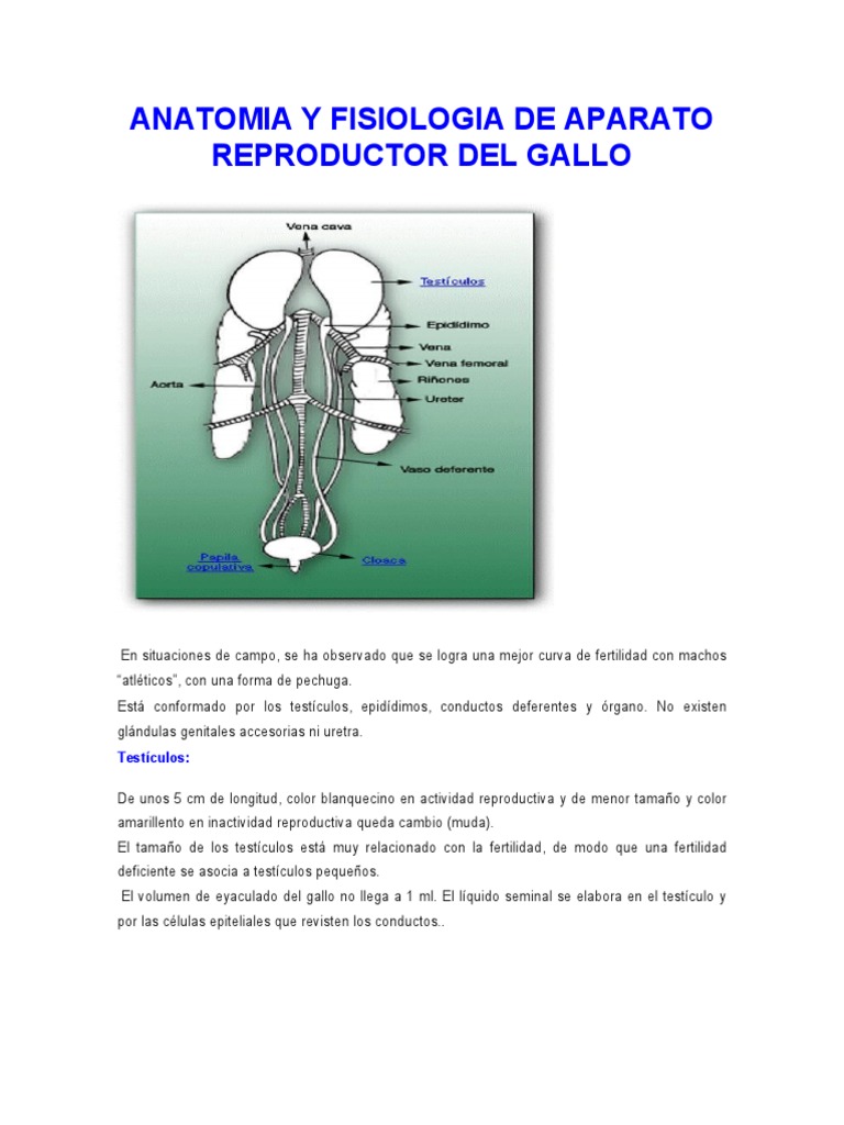 Anatomia y Fisiologia de Aparato Reproductor Del Gallo | PDF | Salud y ...