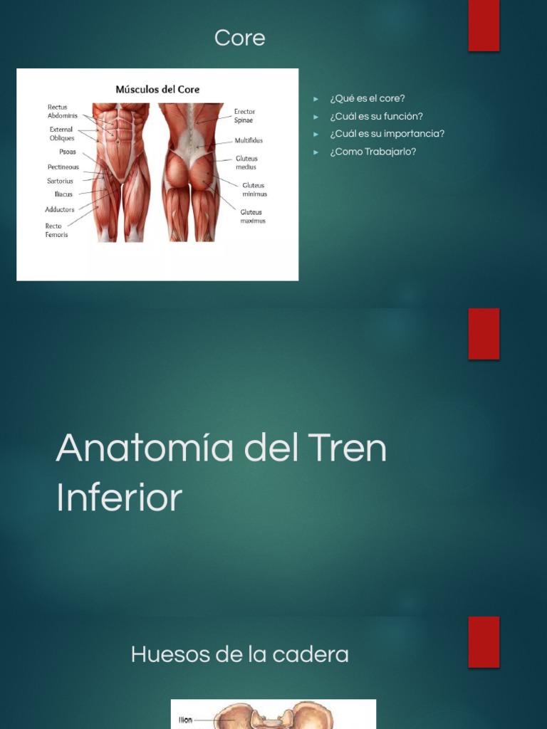 Anatomía y Funciones del Tren Inferior | PDF | Pie | Rodilla
