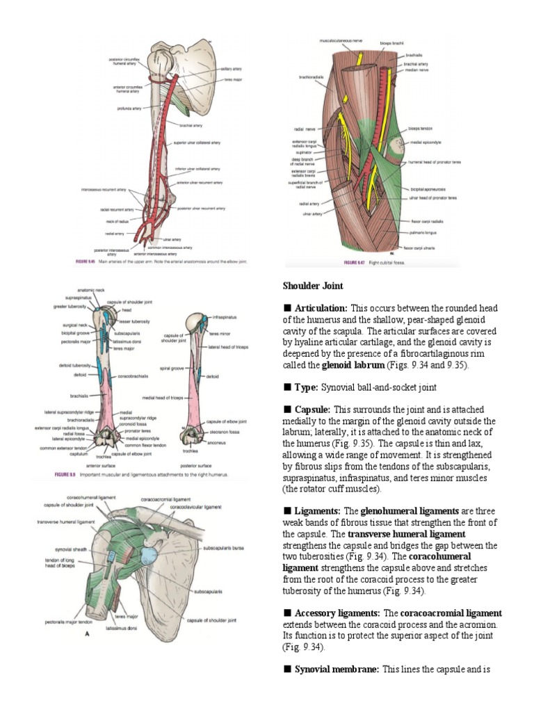 Shoulder Joint | PDF | Shoulder | Limbs (Anatomy)
