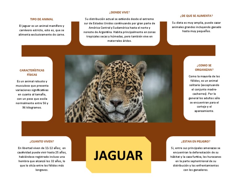 FICHA INFORMATIVA SOBRE EL Jaguar | PDF | Jaguar | Organismos