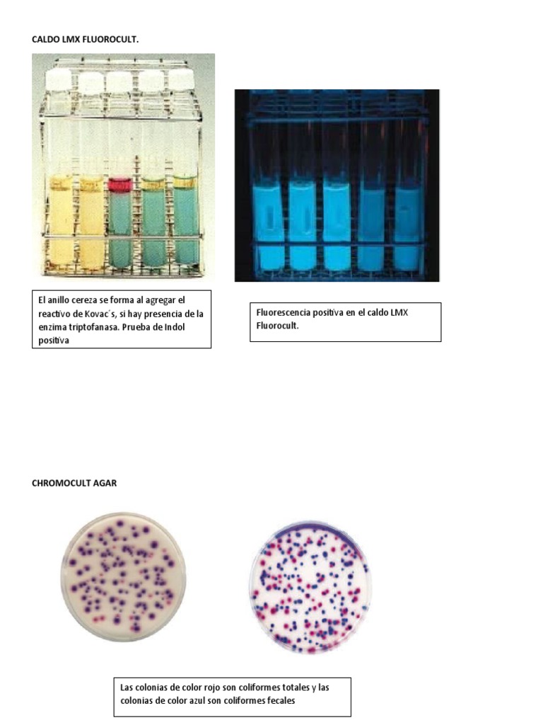 Caldo LMX Fluorocult | PDF | Ciencia y matemáticas