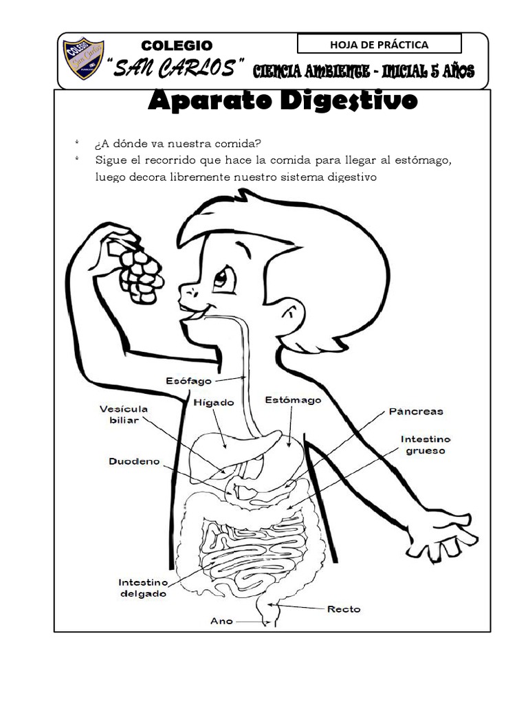 Sistema Digestivo Para Niños Pdf