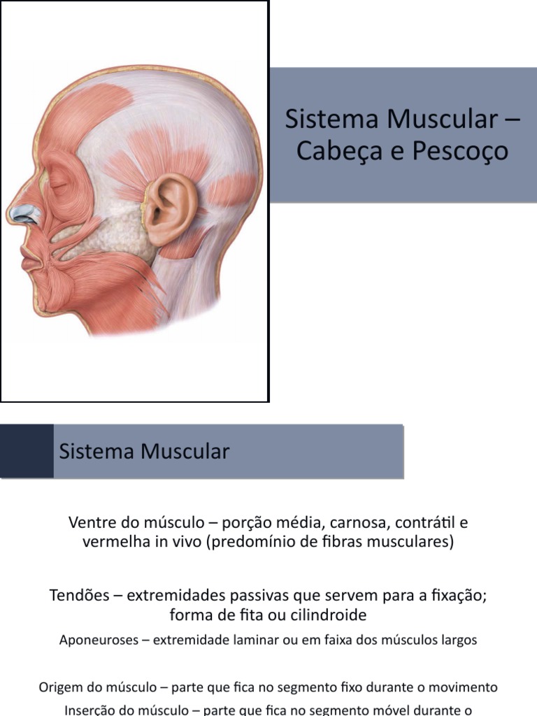 Anatomia - 08 - Sistema Muscular (Músculos Da Cabeça, Pescoço e Tronco ...