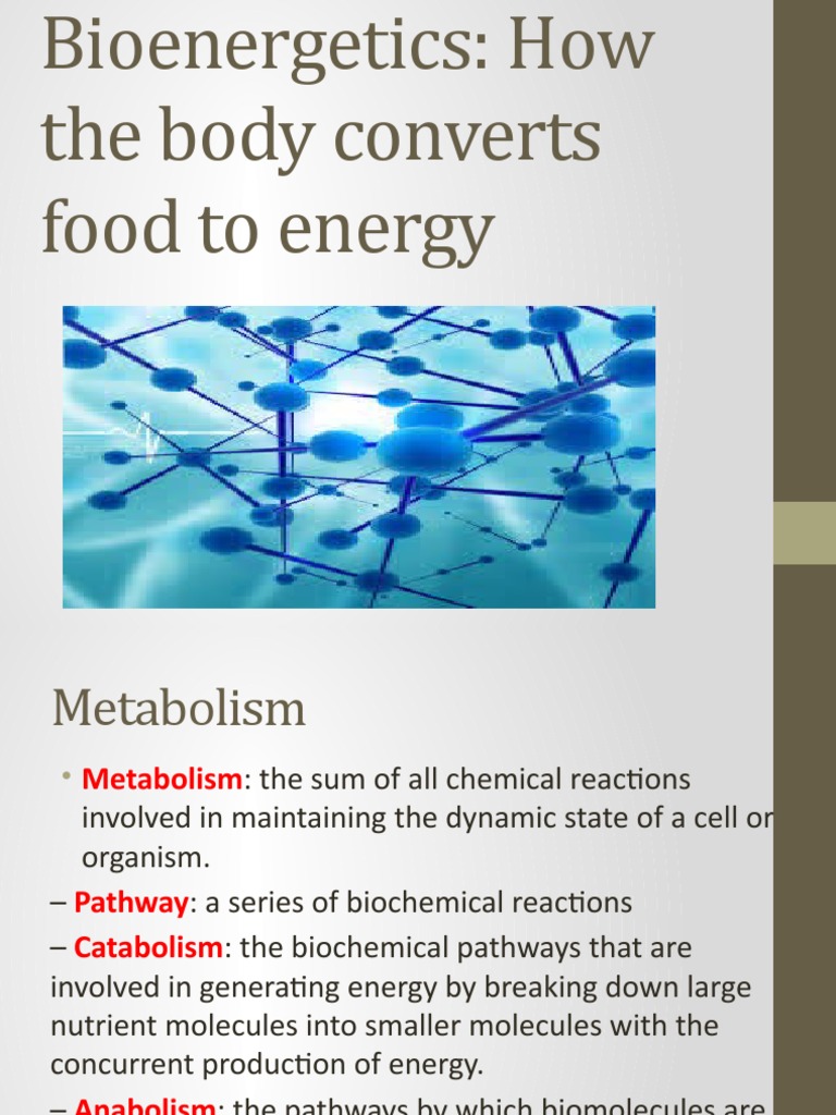 Bioenergetics (How The Body Converts Food To Energy) | PDF | Citric ...