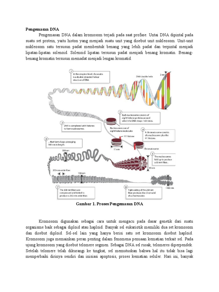 Pengemasan DNA dalam Kromosom Eukariotik | PDF | Kesehatan Holistik