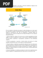 Bacterias Verdes Del Azufre | PDF | Las bacterias | Fotosíntesis