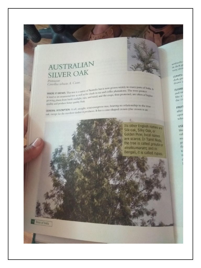 Silver Oak Tree | PDF | Oak | Trees