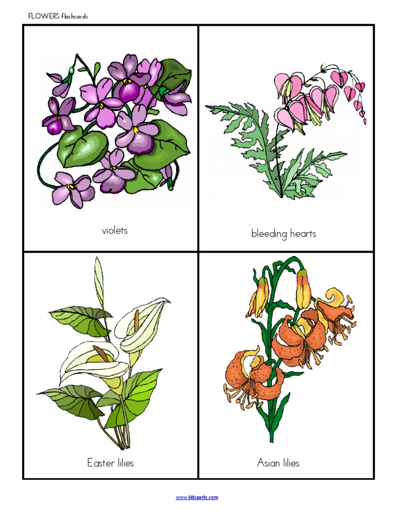 Violets Bleeding Hearts: FLOWERS Flashcards | PDF