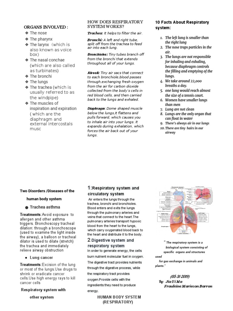 Respiratory System | Download Free PDF | Respiratory Tract | Lung