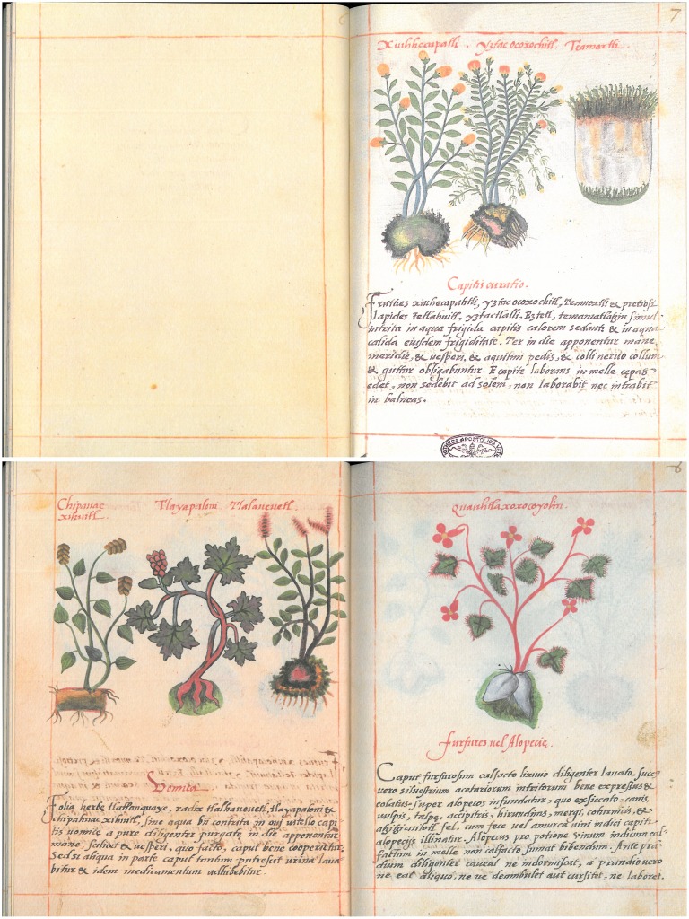 Libellus de Medicinalibus Indorum Herbis PDF | PDF