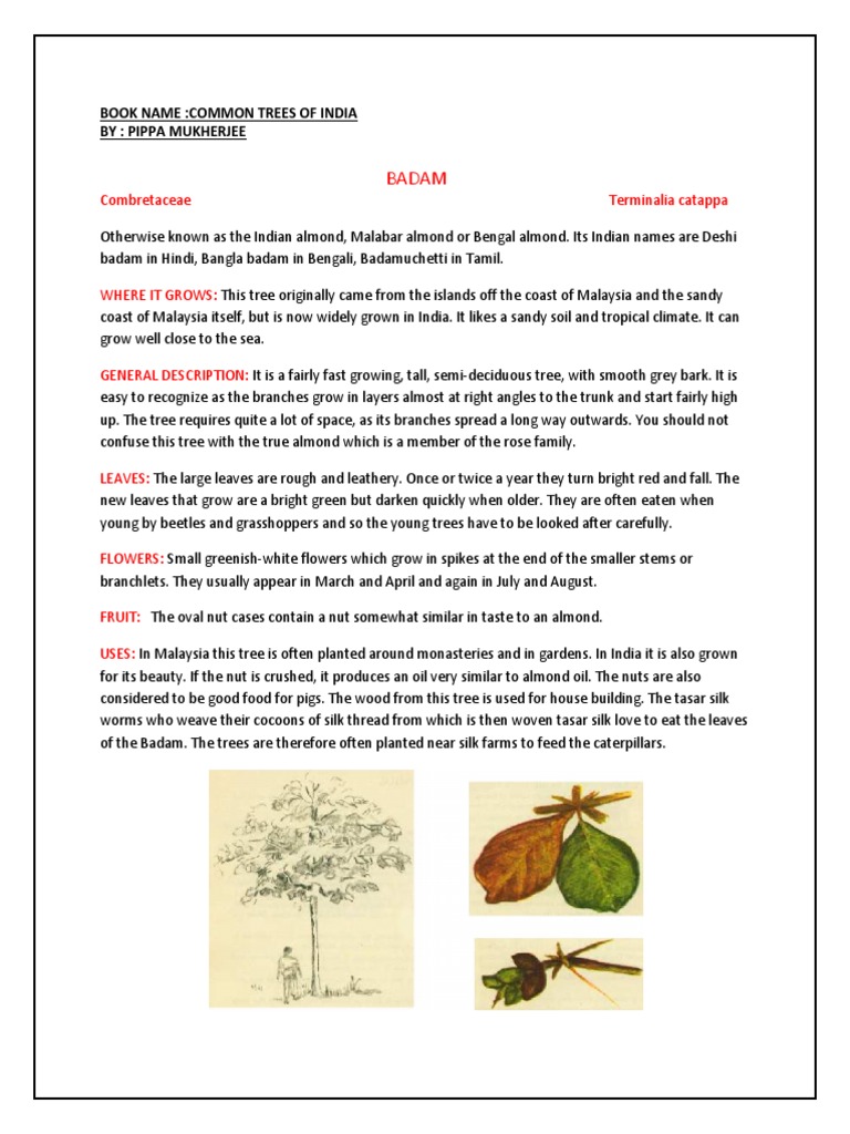 Badam Tree | PDF | Almond | Trees