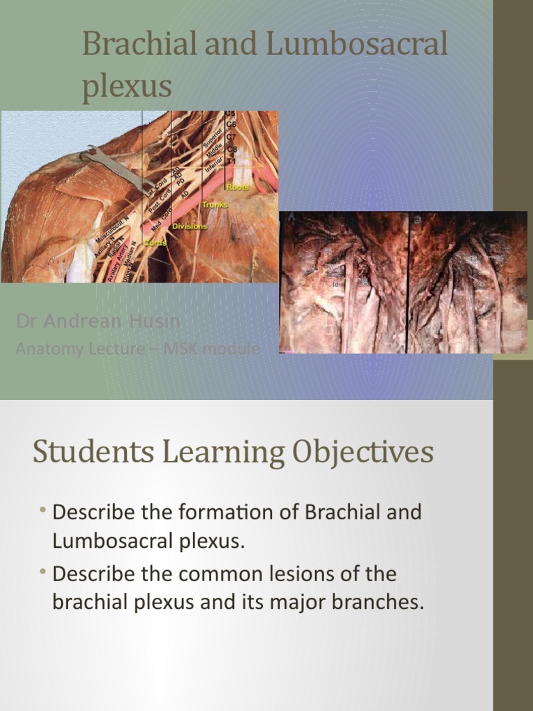 Brachial and Lumbosacral Plexus | PDF | Human Anatomy | Nervous System