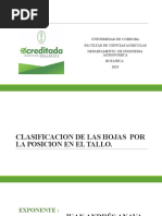 Estructura y Tipos de Limbo en Hojas | PDF | Hoja | Botánica