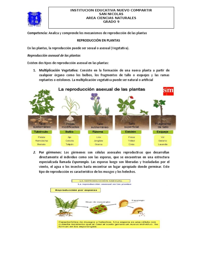 Evolución De Las Esporas De Las Plantas Plantas Y Hongos