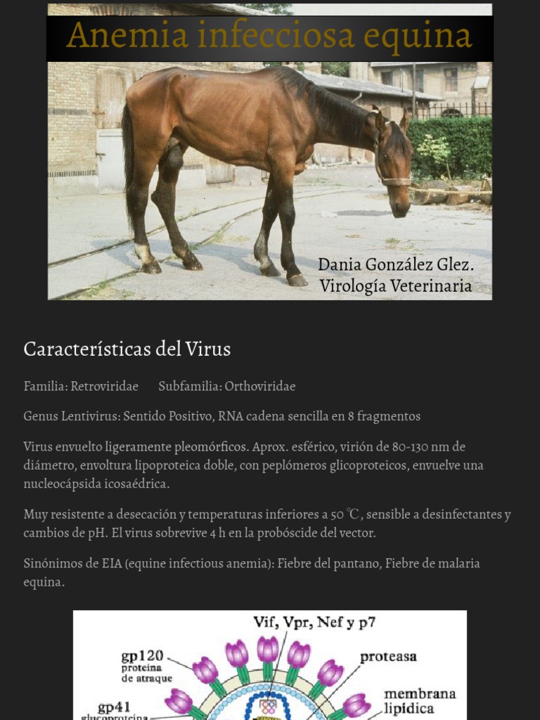 Anemia Infecciosa Equina: Diagnóstico y Síntomas | PDF | Árbol de la ...