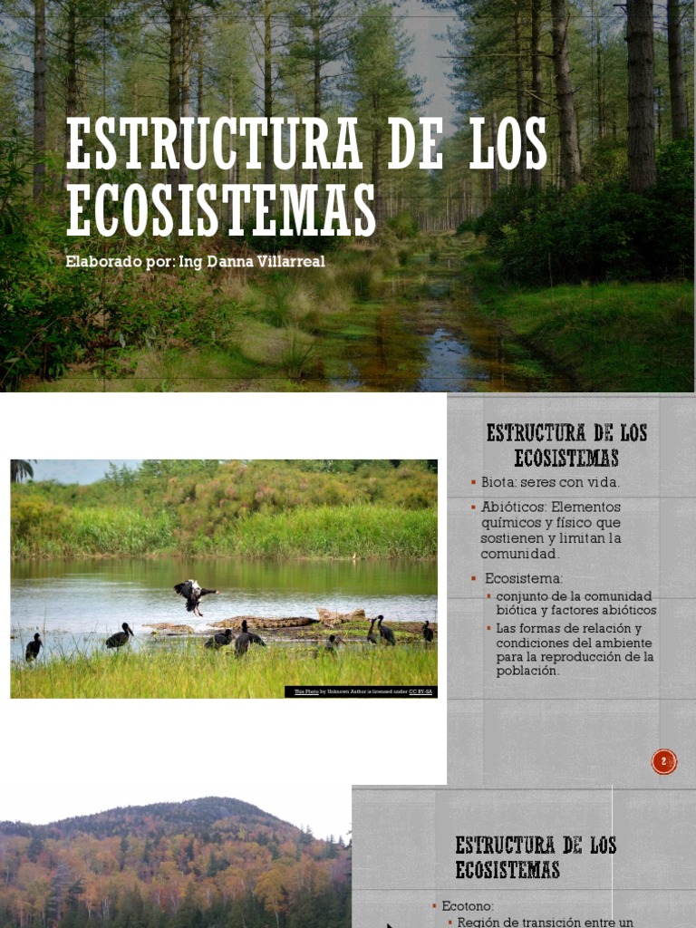 Estructura de Los Ecosistemas PDF | PDF | Ecosistema | Plantas