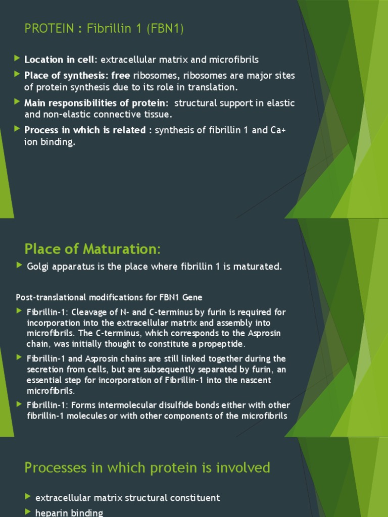 PROTEIN: Fibrillin 1 (FBN1) | PDF | Proteins | Gene