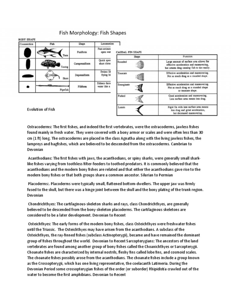 Evolution of Fish | Download Free PDF | Aquatic Animals | Vertebrates