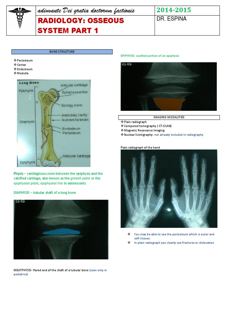 Bone PDF | PDF | Bone | Vertebral Column