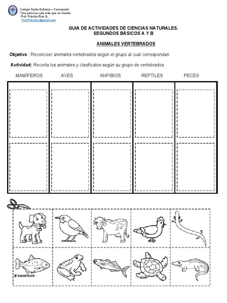 Hoja De Trabajo Sobre Reptiles Y Anfibios Clasificación De Animales: