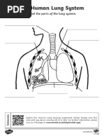 Unlabeled Respiratory System Diagram | PDF | Respiratory System ...