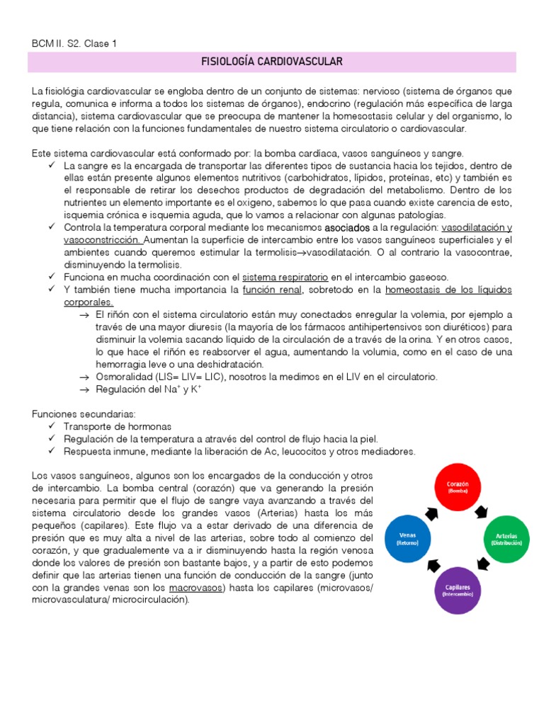 Bcmii S2 Cardiovascular | PDF | Corazón | Sistema circulatorio