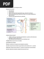 Oliguria y Anuria: Definición y Causas | PDF | Riñón | Especialidades ...