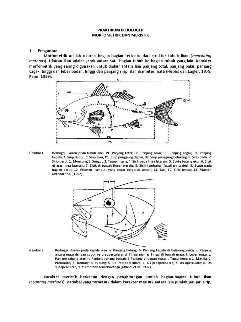 Modul Praktikum Morfometrik Dan Meristik | PDF