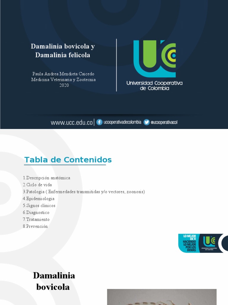 Damalinia Bovicola y Felicola | PDF | Gatos | Bienestar