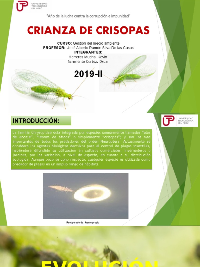 Crianza y Ciclo de Vida de Crisopas | PDF | Control biológico de plagas ...