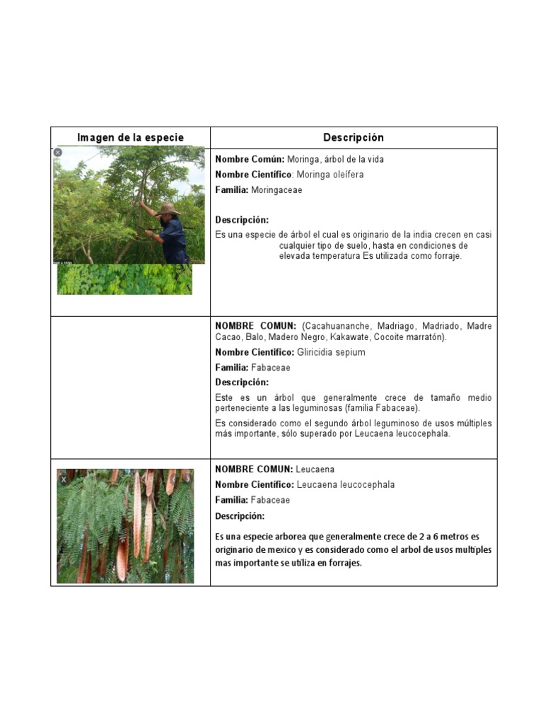 Herbario Digital | PDF | Forma de vida vegetal | Botánica