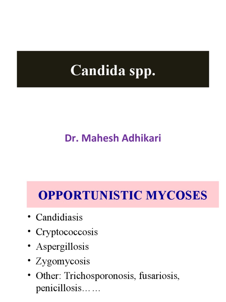 Candida SPP.: Dr. Mahesh Adhikari | PDF | Candidiasis | Candida (Fungus)